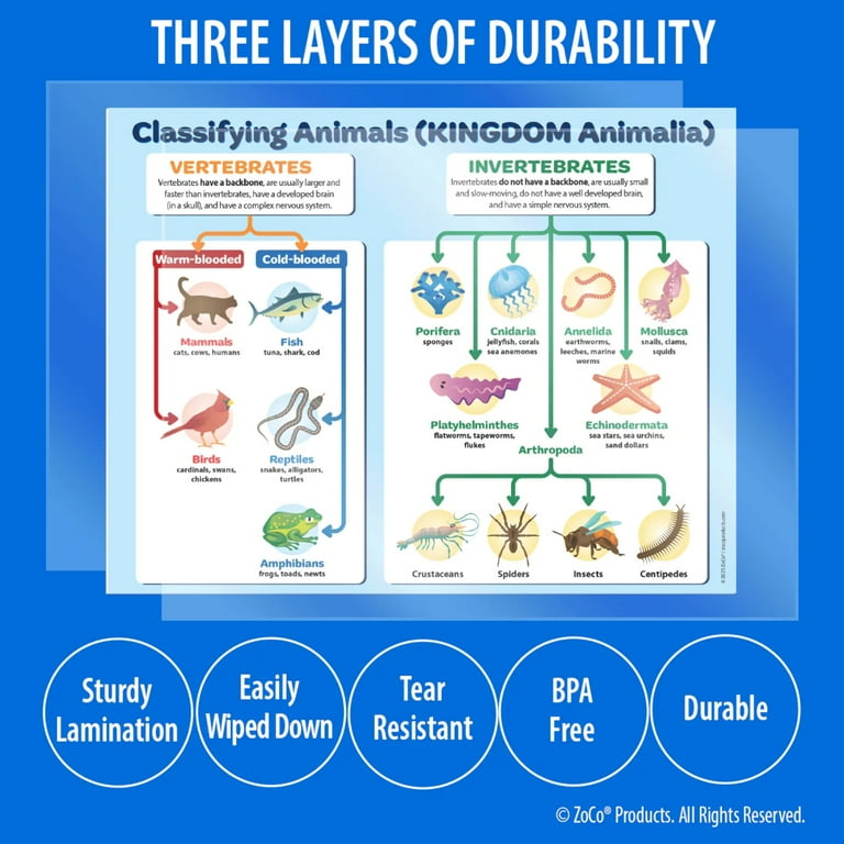 Animal Kingdom Classification Vertebrates Invertebrates