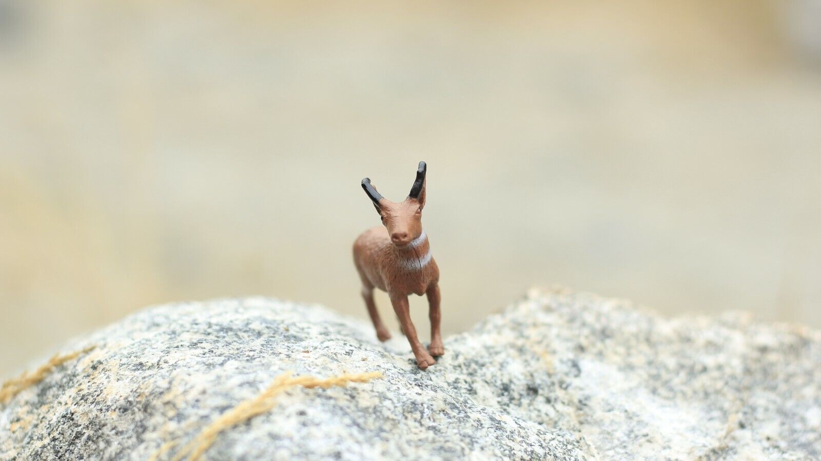 Pronghorn American Antelope Plastic Replica 1 7/8IN F3529B138 (1 PACK ...