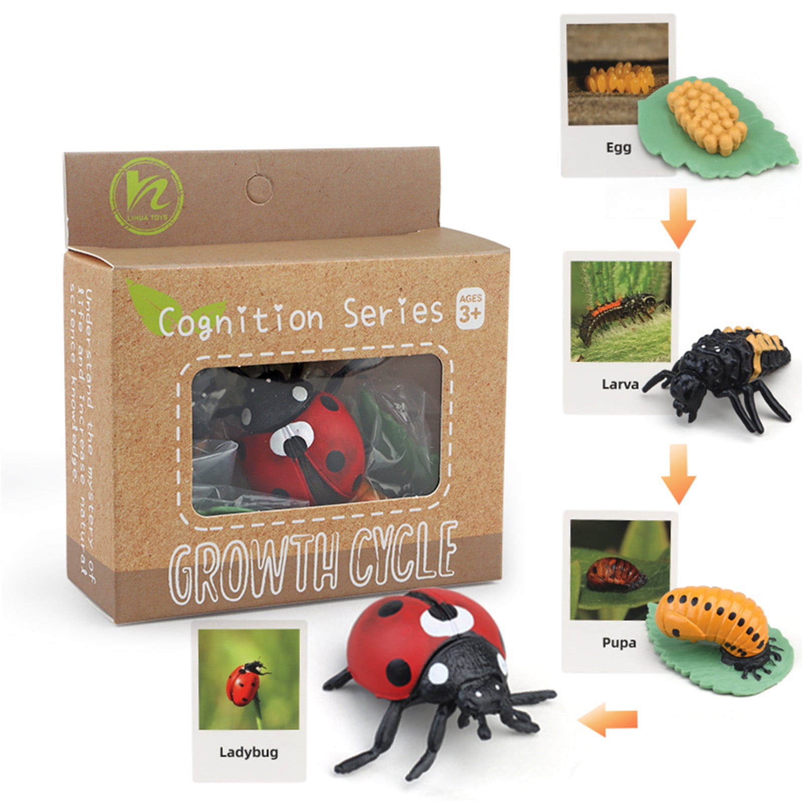 LIWEN Biology Discovery Toy Box - Realistic Life Cycle Figurines of ...