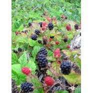 20 TRUE MYRTLE Myrtus Communis aka Common & Sweet Myrtle Fragrant White ...