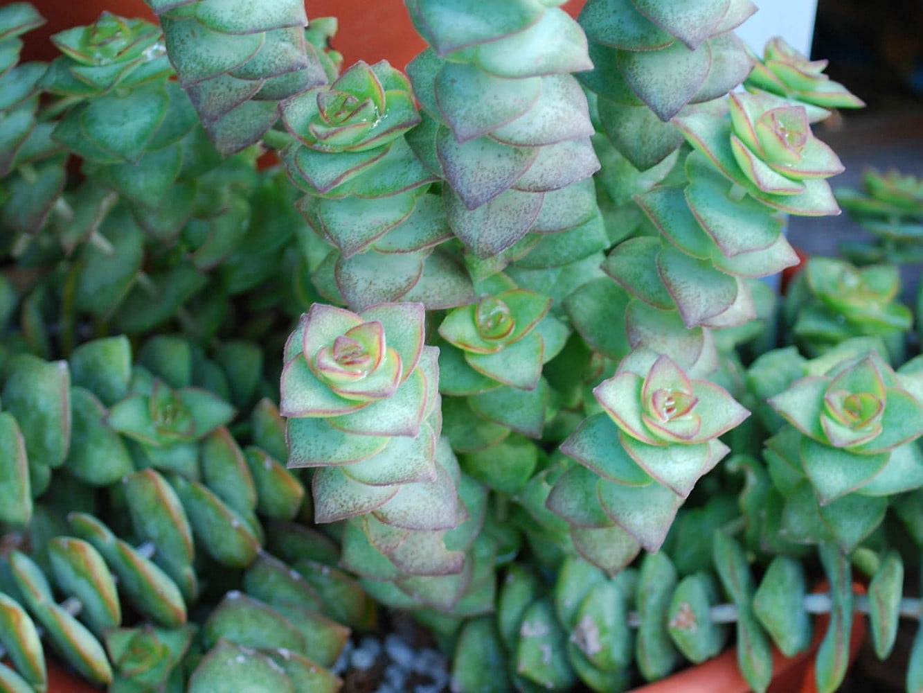 String of Buttons Plant - Crassula perforata - 4" pot - Succulent ...