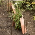 Giant Clematis Vine For Planting Ideal for Gardening Deer Resistant ...