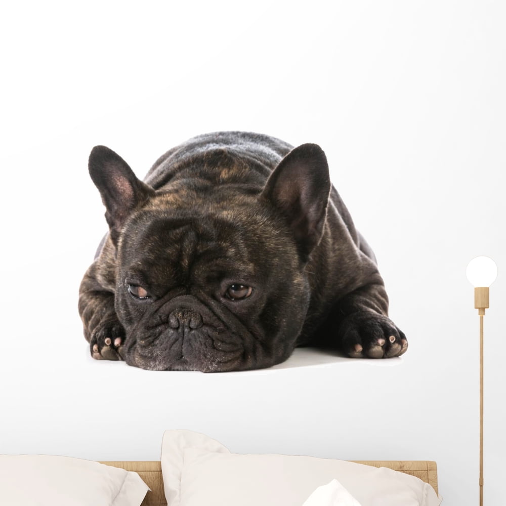 French Bulldog Wall Mural by Wallmonkeys Peel and Stick Graphic (24 in ...