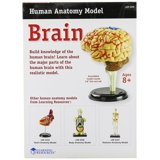 Learning Resources Brain Anatomy Model, Plastic, 31 Pieces - Walmart.com