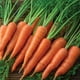 Burpee Danvers 126 Carrot Vegetable Seed, 1-Pack - Walmart.com
