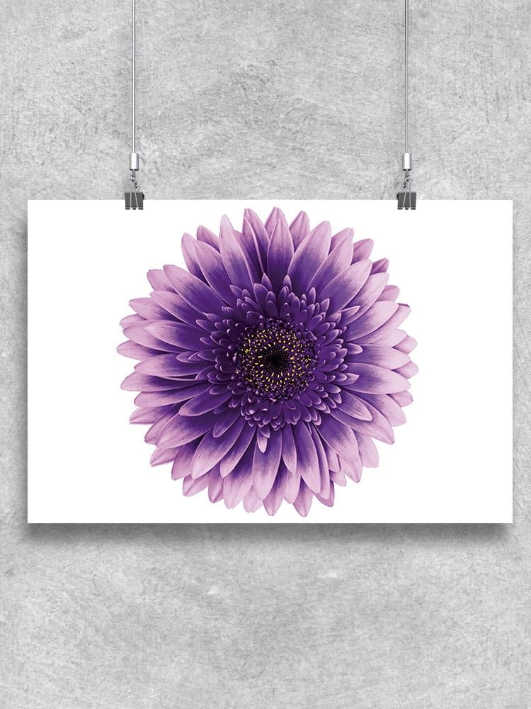 Violet Gerbera Flower Poster -Image by Shutterstock - Walmart.com
