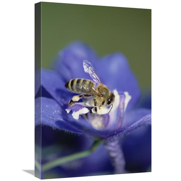 16 x 24 in. Honey Bee Gathering Pollen From Flower Art Print - Konrad ...