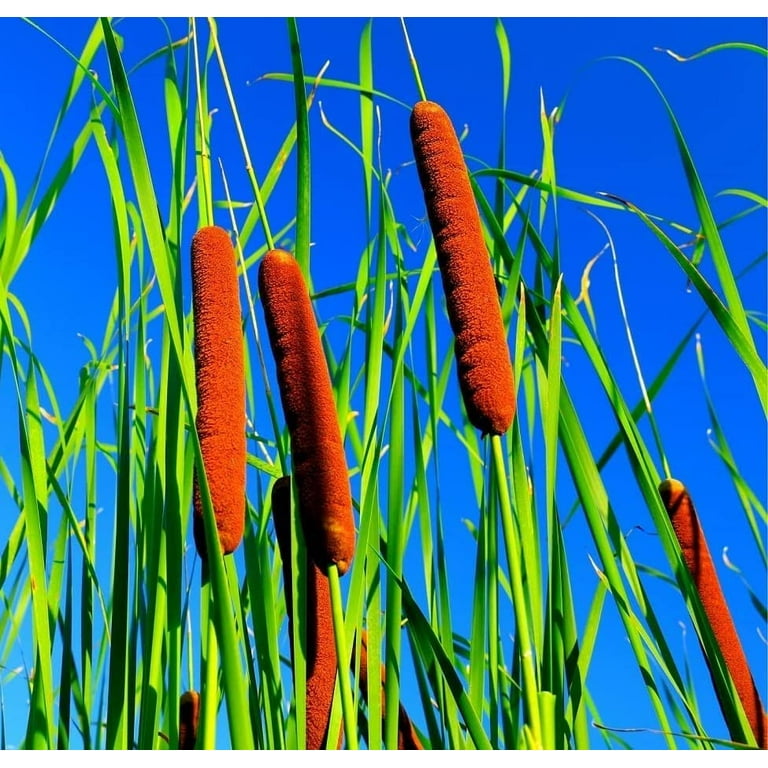 Cat Tail Plant