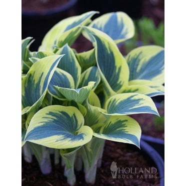 Halcyon Hosta - Indoor Real Flower, Medium Size Deep Green/Blue ...