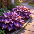 Premium Perennial Hosta - Hosta Bulbs - Fast Growing - Suitable for ...