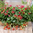 Proven Winners 4" Berried Treasure Red Strawberry Live Plant in 4.25 ...