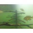 MossBack Fish Habitat Dock Pro Kit, Fish Habitat Structure for Lakes ...
