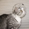 Anti-Bite Muzzles Breathable Helmet Muzzle for Kitten Grooming & Nail ...