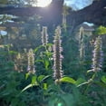 Plant Good Seed Organic Anise-Hyssop Seeds for Planting: Fragrant ...