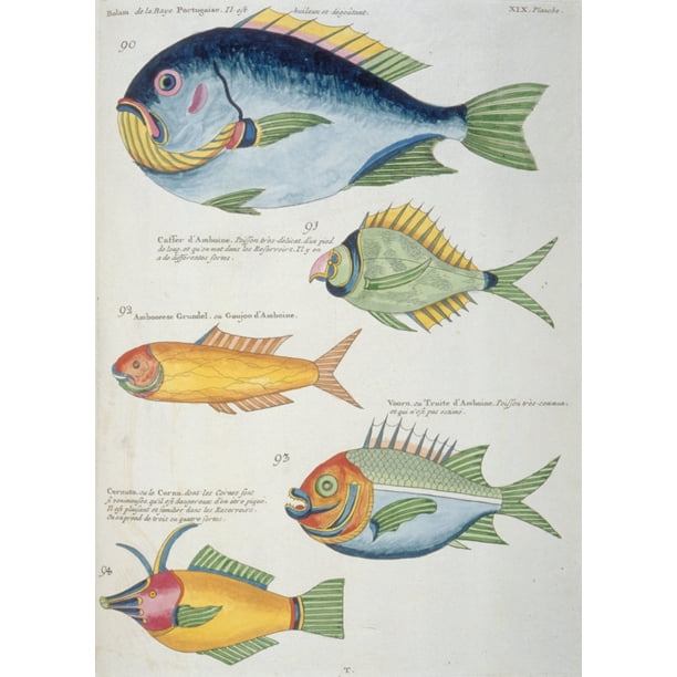 Colourful Illustration Of Five Fish Poster Print By Mary Evans Natural ...