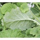 100 PINK FAIRY PRIMROSE Primula Malacoides Baby Primrose Shade ...