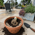 Butterfly Flower Hostas for Planting-(Non-Artificial)-Bloom Year After ...