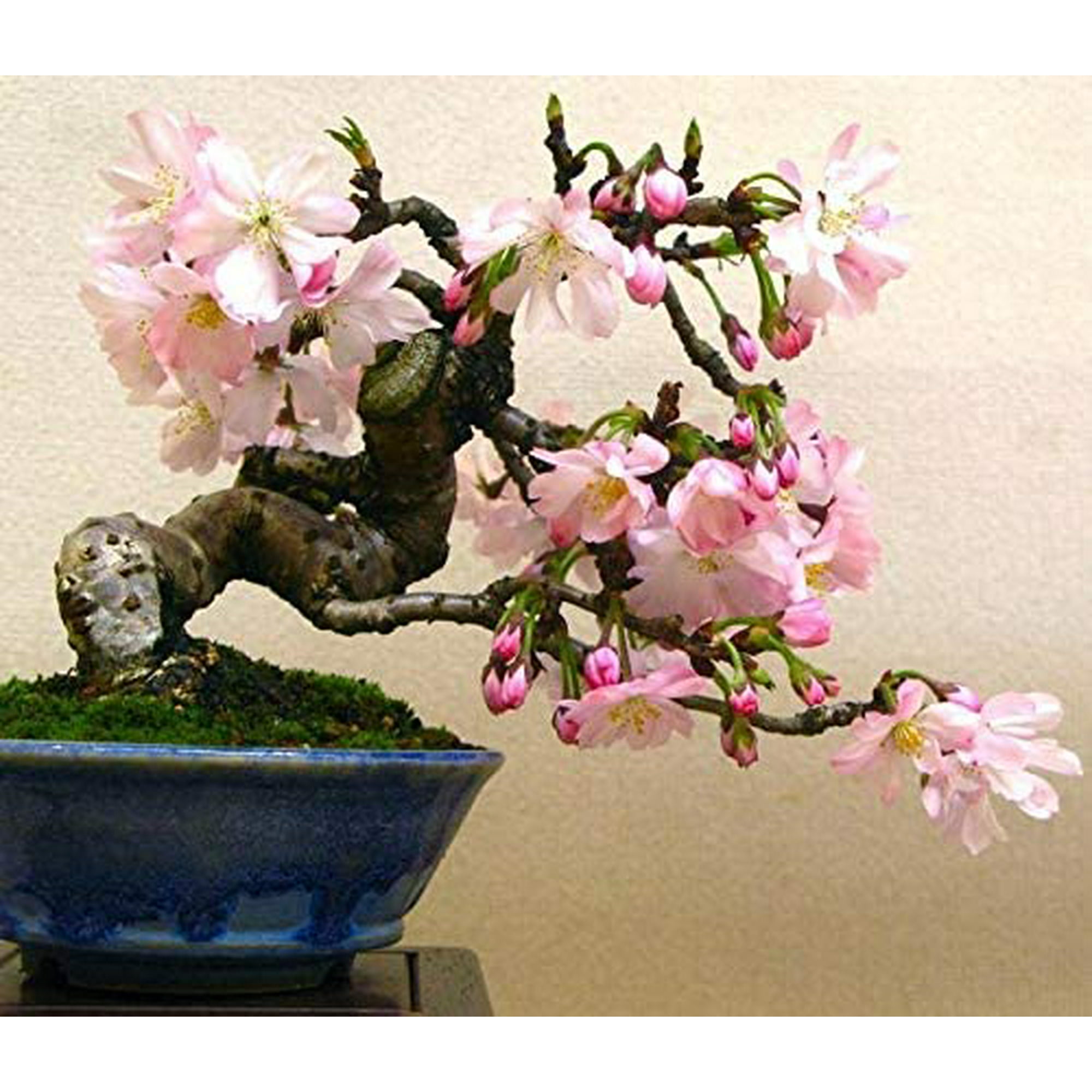 Live Cherry Blossom Bonsai