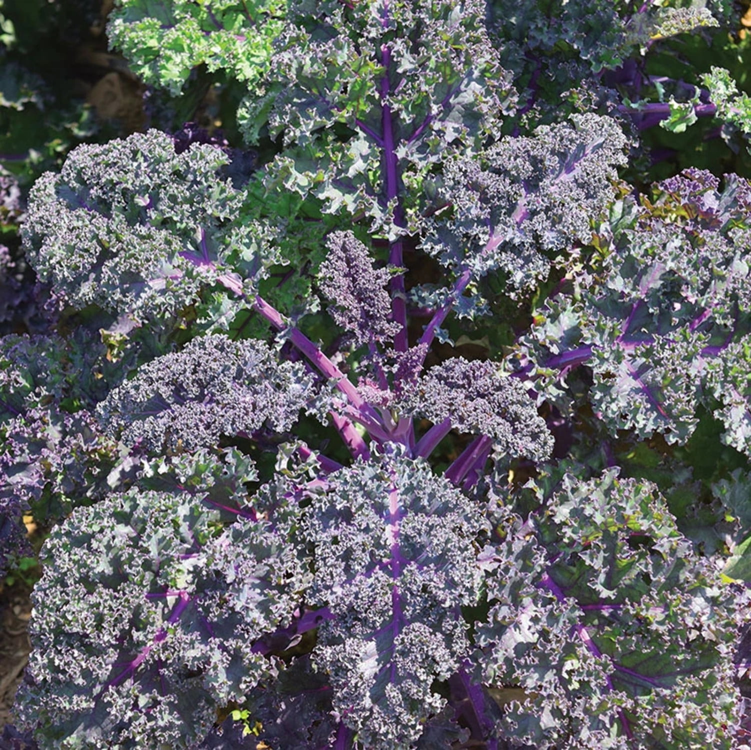 Kale Redbor F1 Seed - Walmart.com