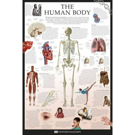 Human Body - Dorling Kindersley Eyewitness Wallcharts Poster (24 x 36 ...