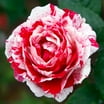 Heirloom Roses' Blaze Climbing Rose - Fragrant Red Climbing Rose Bush ...