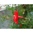30 Perennial Cardinal Climber Vine Ipomea Quamoclit Red Flower Seeds ...