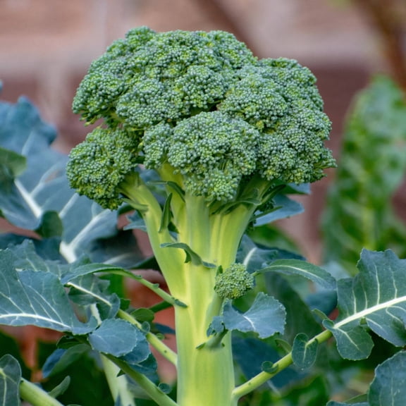 Mr Fothergill's Sweet Corn Oh Sow Simple Vegetable Seed Easy to Grow ...
