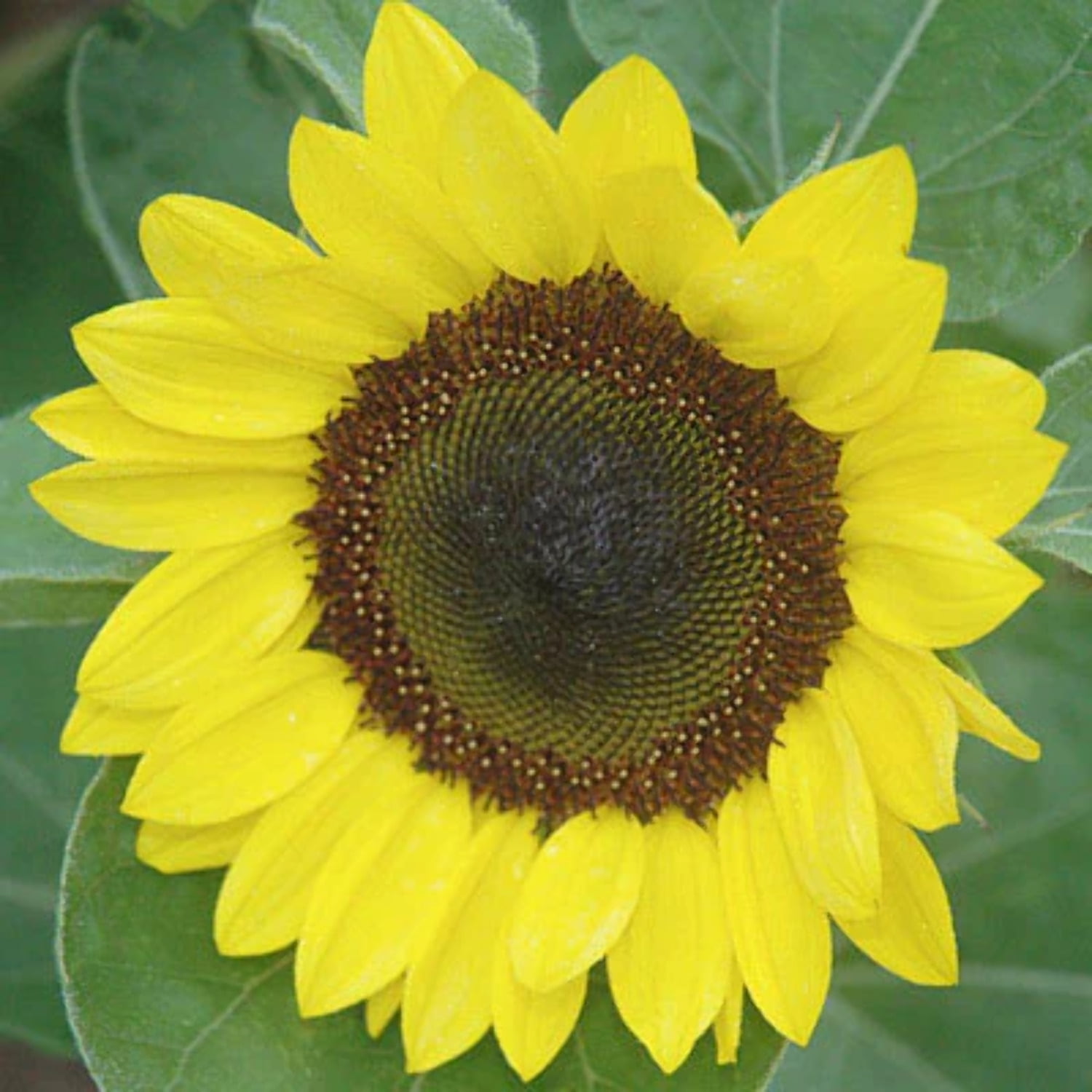Sunflower Sunrich Lemon F1 Seed - Walmart.com