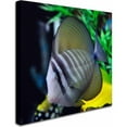 Trademark Fine Art "Tropical Fish 2" Canvas Art by Kurt Shaffer ...