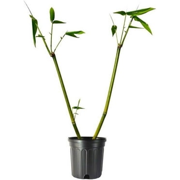 Green Hedge Bamboo 3 Live Plants Non-Invasive Clumping Bamboo Screening ...