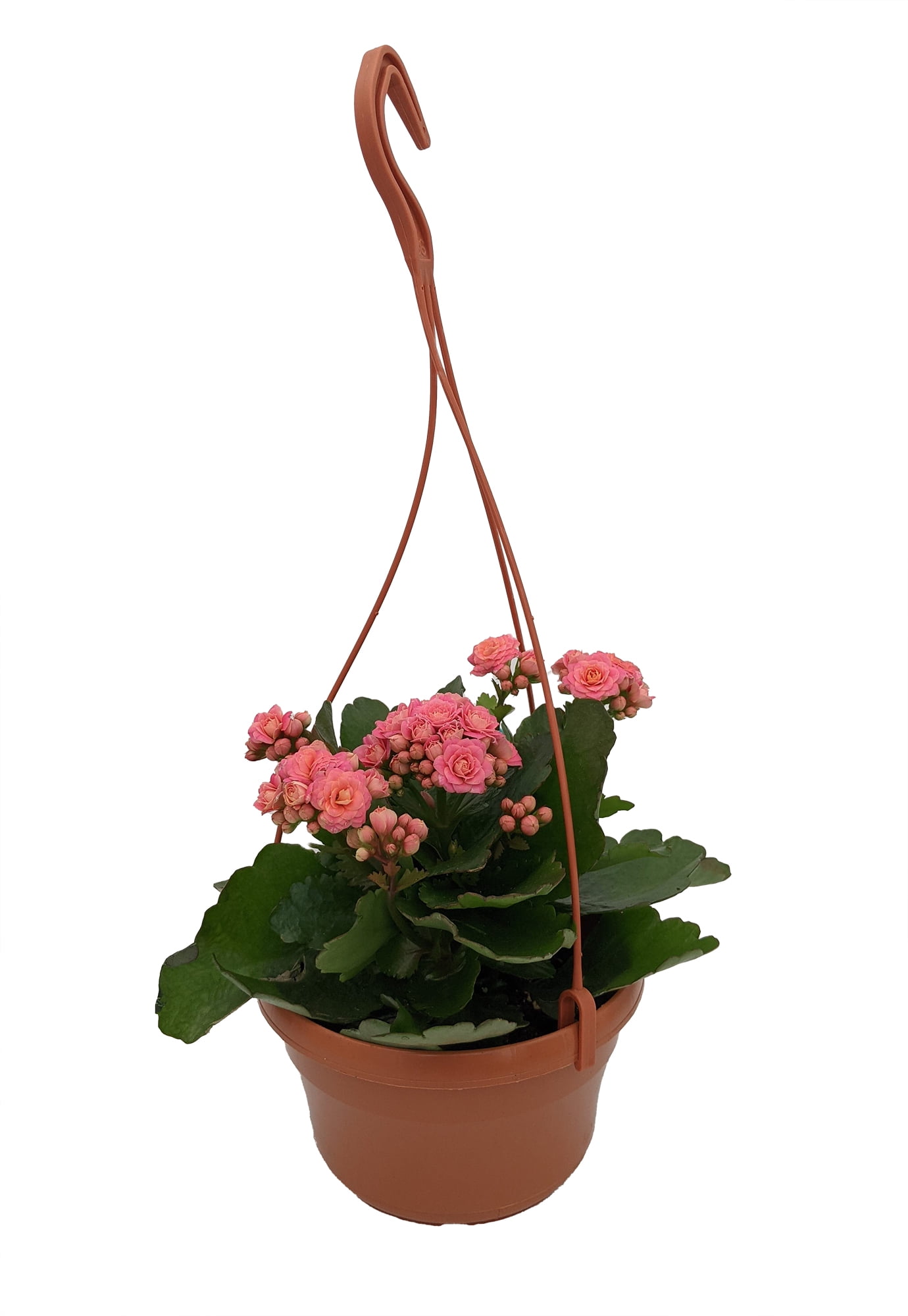 Pink Calandiva Plant - 6" Hanging Basket - Kalanchoe - Double Pink ...