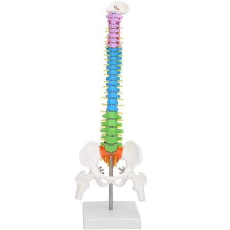 Colored Human Skeleton Spine Model, 17.7in Life Size Spine Anatomy ...