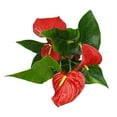 8-12" Flamingo Flower, Red Anthurium | Easy Houseplant | Filtered Sun ...