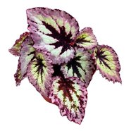 Harmony's Magic Dragon Begonia Rex 6 inch Purple Splash - Walmart.com