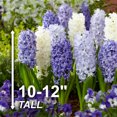 Garden State Bulb Delft Blue Mixed Hyacinth Flower Bulbs, 15/16cm ...
