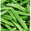 50 Seeds ROMA Italian Long Bush Green Bean Phaseolus Vulgaris Vegetable ...