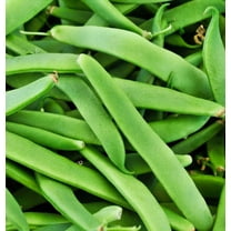 50 Seeds ROMA Italian Long Bush Green Bean Phaseolus Vulgaris Vegetable ...