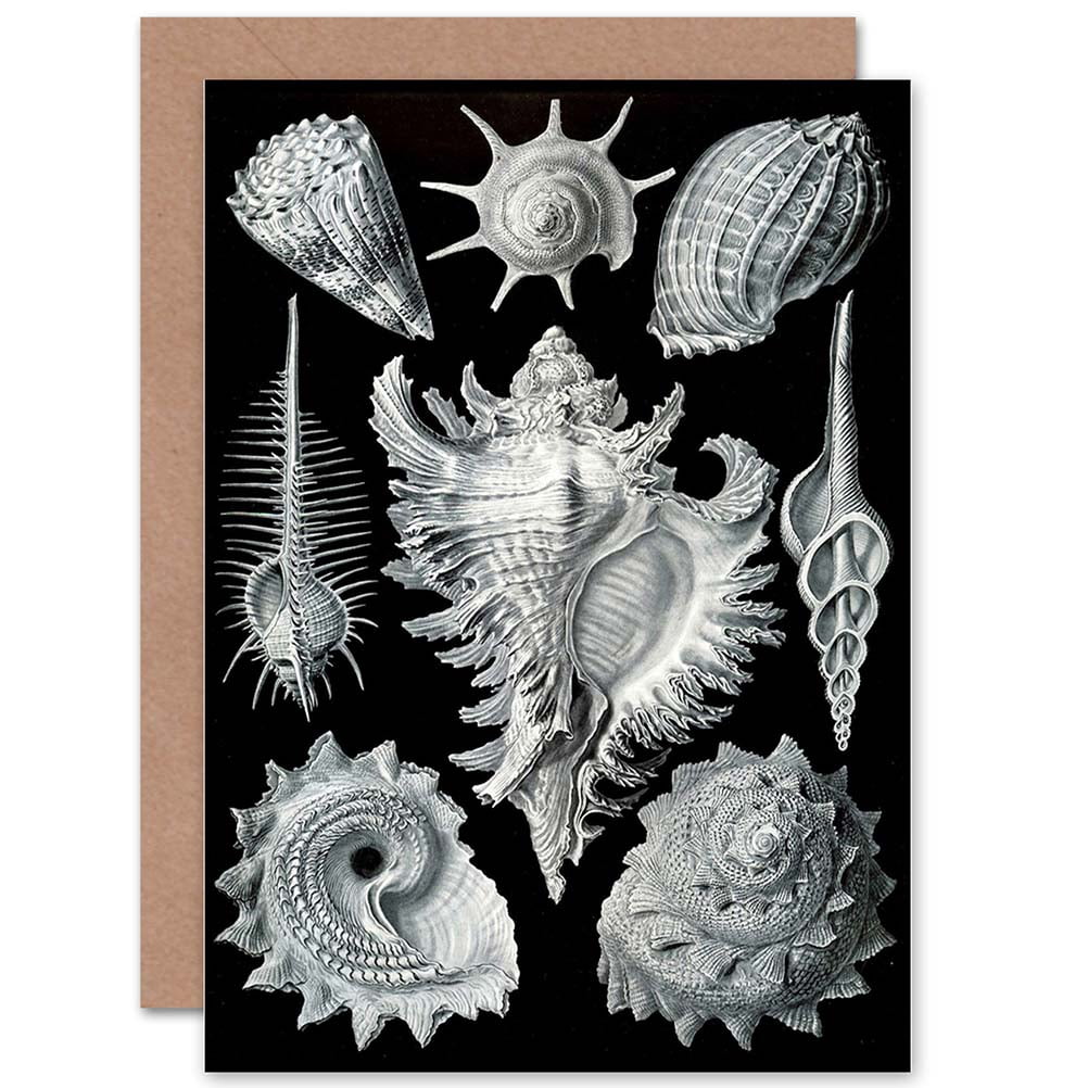 Nature Ernst Haeckel Shell Whelk Biology Germany Greetings Card Plus ...