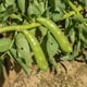 Organic Sprouting Fava Bean Seeds - 5 Lb - Non-GMO - Heirloom - For ...