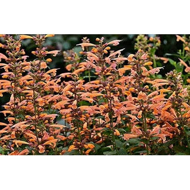 Gold Kudos Hummingbird Mint - Agastache - Anise Hyssop - Live Plant ...