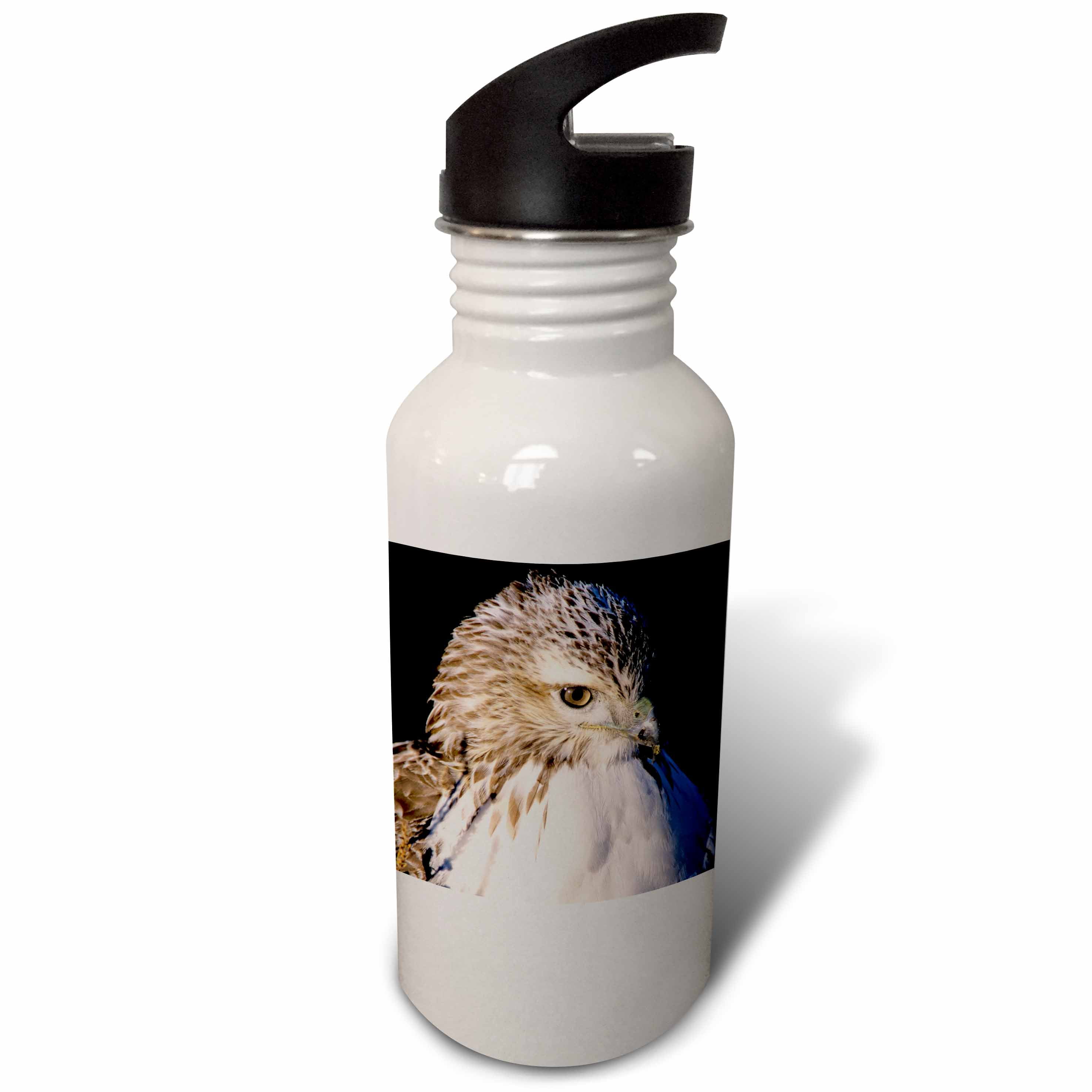 Red-tailed Hawk bird, Bosque del Apache, NM - US32 RNU0001 - Rolf ...