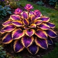 Rainbow Hostas for Planting-Suitable for Outdoor Decoration-Nature ...