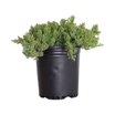 Pringles Dwarf Podocarpus Yew (2.5 Gallon) Evergreen Shrub with Needle ...