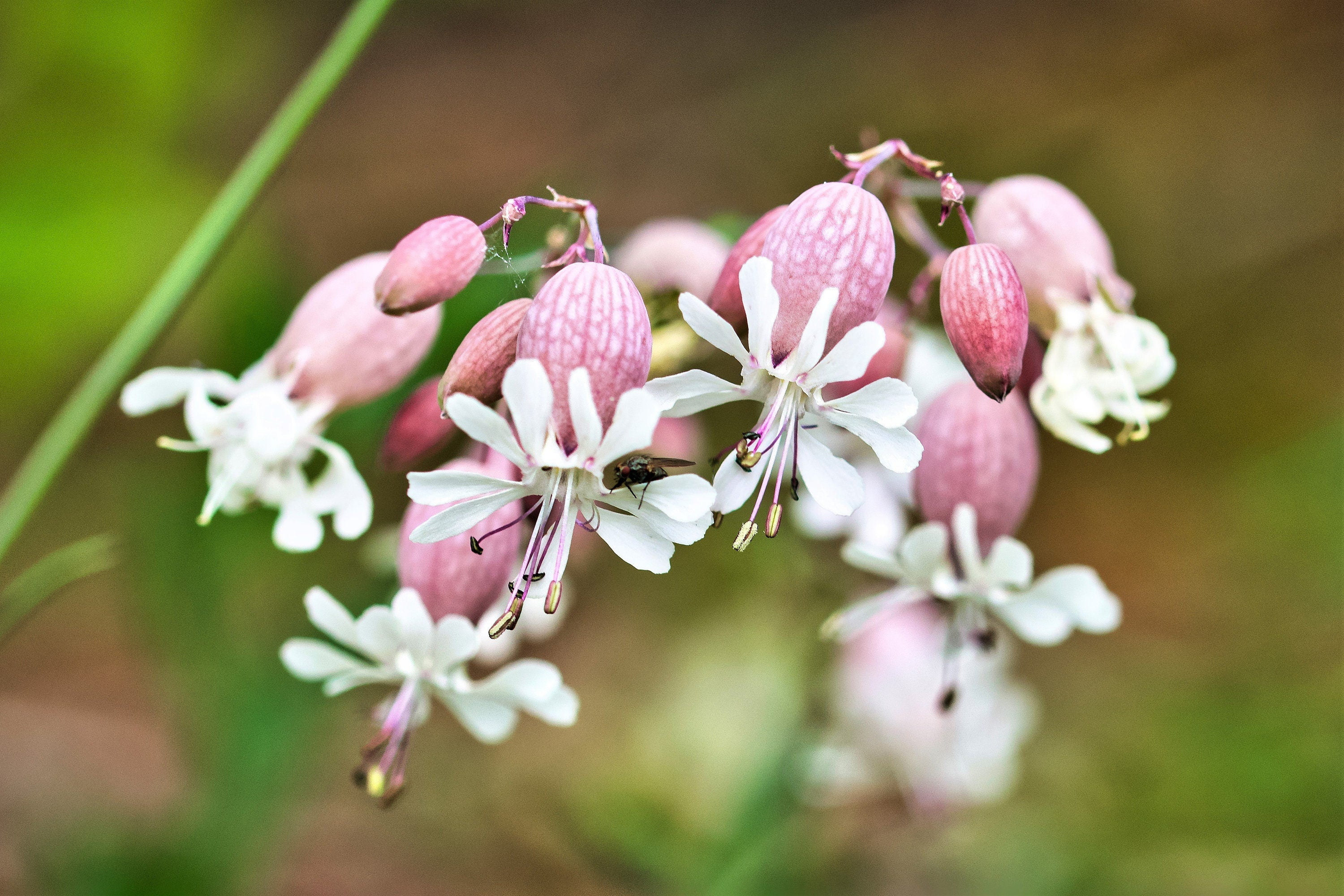 100 MAIDENSTEARS Silene Vulgaris aka Bladder Campion Maidens Tears Pink ...