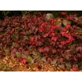 10 Boston Ivy Seeds, Bostonian/Wall Ivy, Parthenocissus Tricuspidata ...