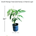 JAVAGREEN Live Mallika Dwarf Mango Tree, 2-4 Feet, Cold Hardy to 27Â°F ...