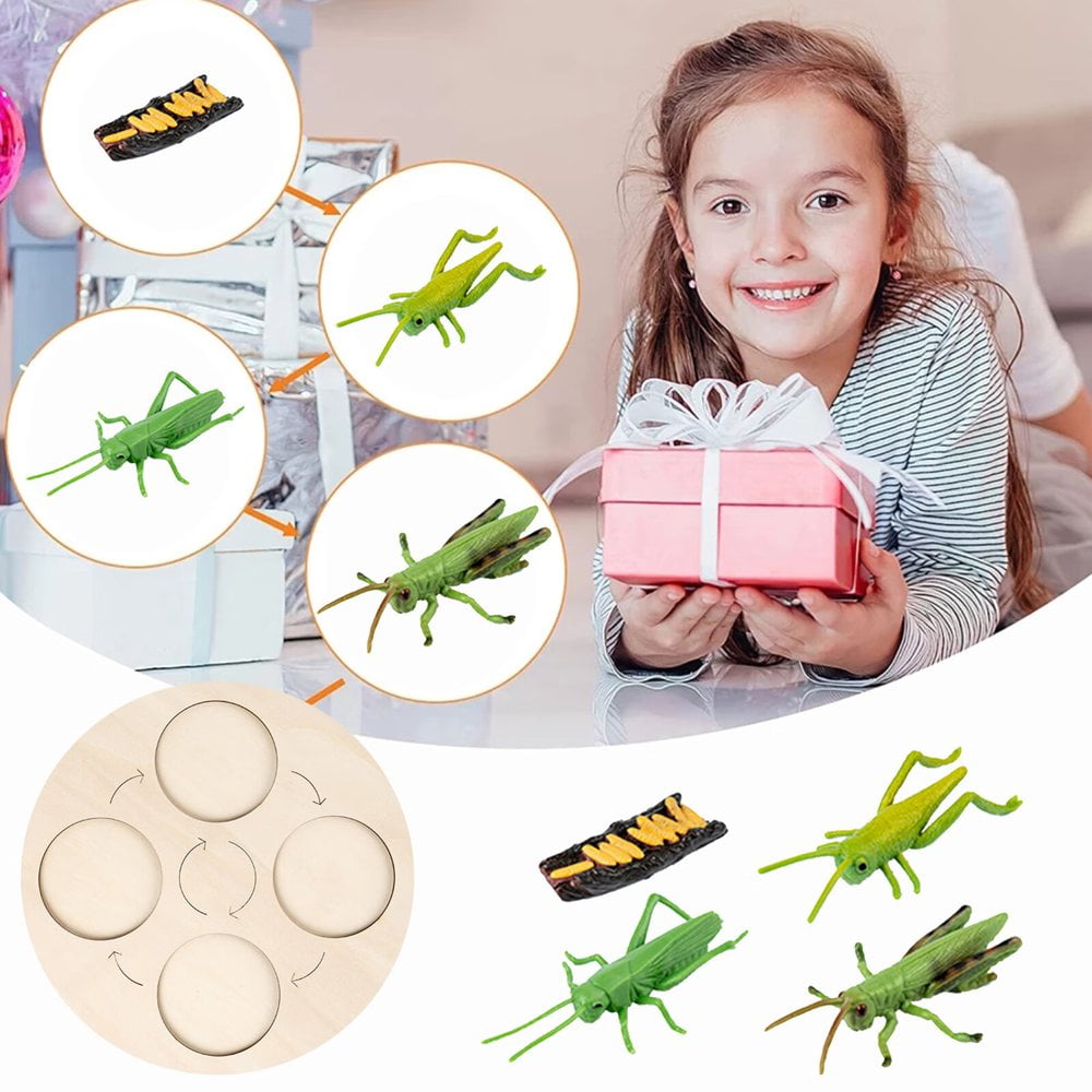 Cricket Life Cycle Of A Growth Stage Model Educational Plant Growth ...