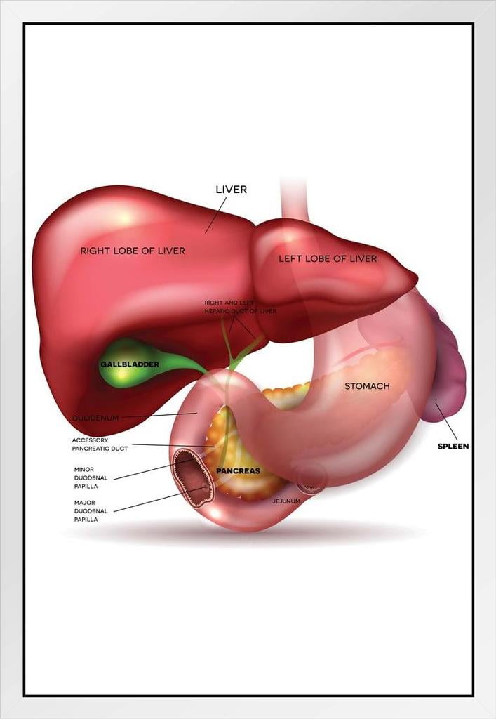 Liver Stomach Pancreas Gallbladder Spleen Detailed Anatomy Educational ...