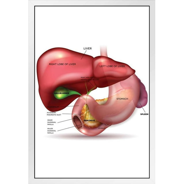 Liver Stomach Pancreas Gallbladder Spleen Detailed Anatomy Educational ...