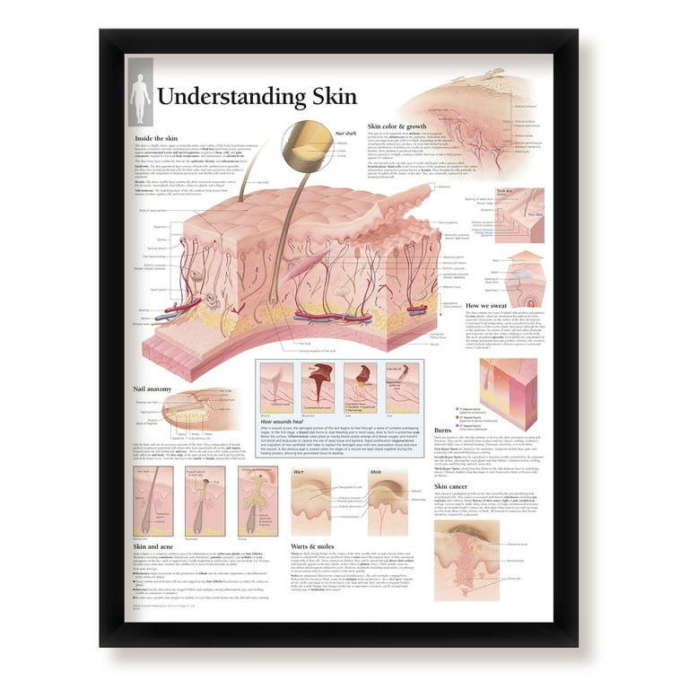Anatomy Of Integumentary System Anatomical Charts Posters